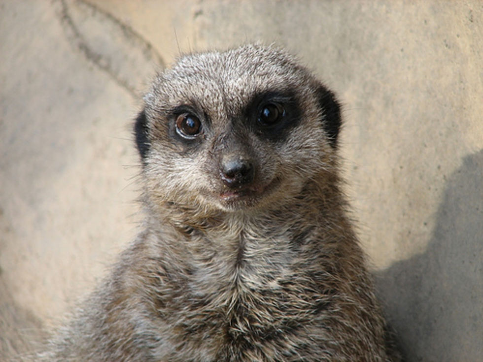 Fotograferande Surikater. För bra för att vara sant. | Feber / Foto