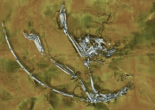 Äldsta fossil av primat-skelett hittat i Kina. Archicebus achilles är ...