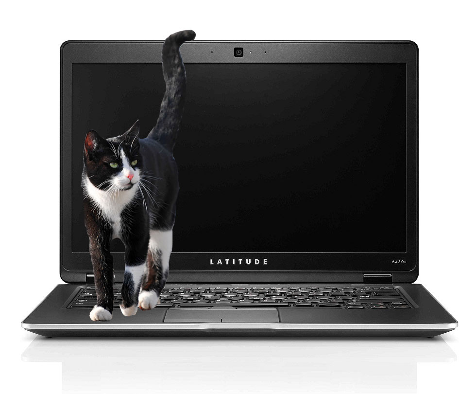 Dell-datorer med kattkiss-lukt byts ut. Lukten skylls på tillverknings ...