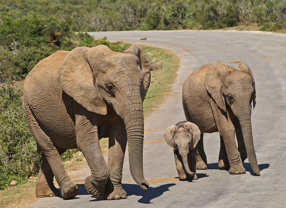Elefanter kan skilja på olika språk. Jättestora lingvistiker? | Feber ...