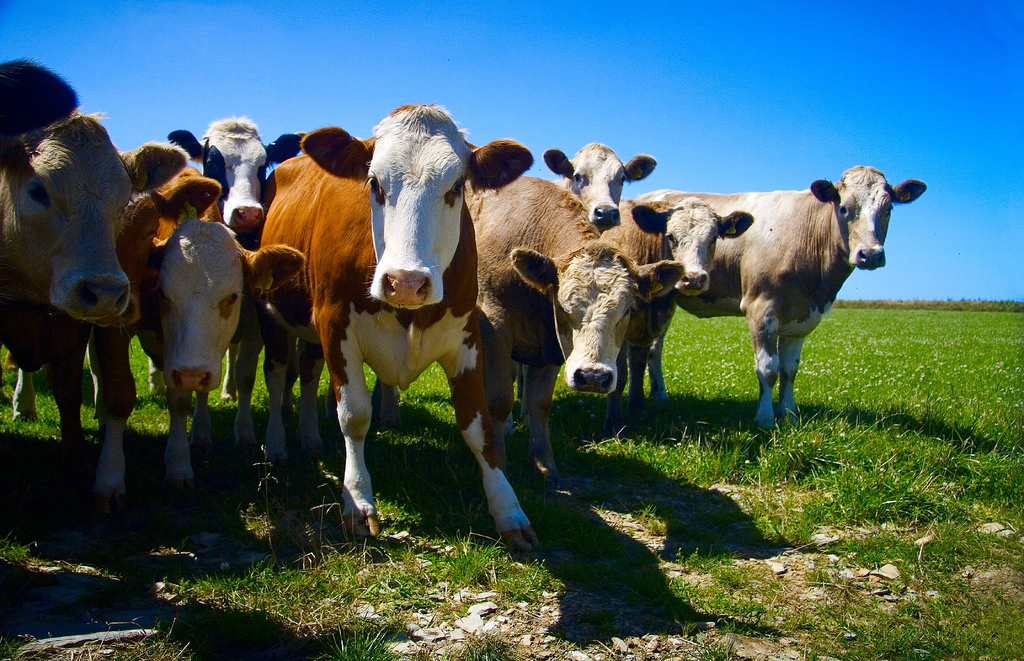 Kossor tvingade plan att nödlanda. Fes för mycket? | Feber / Pryl