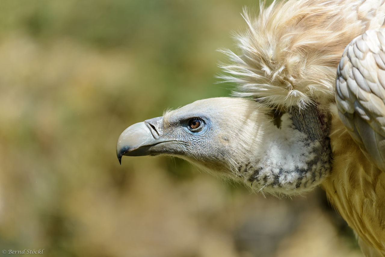 Hur fixar gamar att äta allt ruttet? Bakterier i magen hjälper till med ...