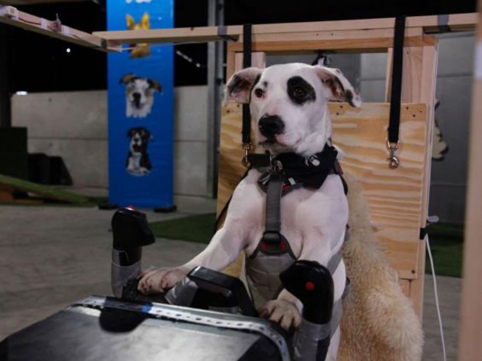 Hundar ska bli piloter. I ny brittisk tv-serie. | Feber / Vetenskap